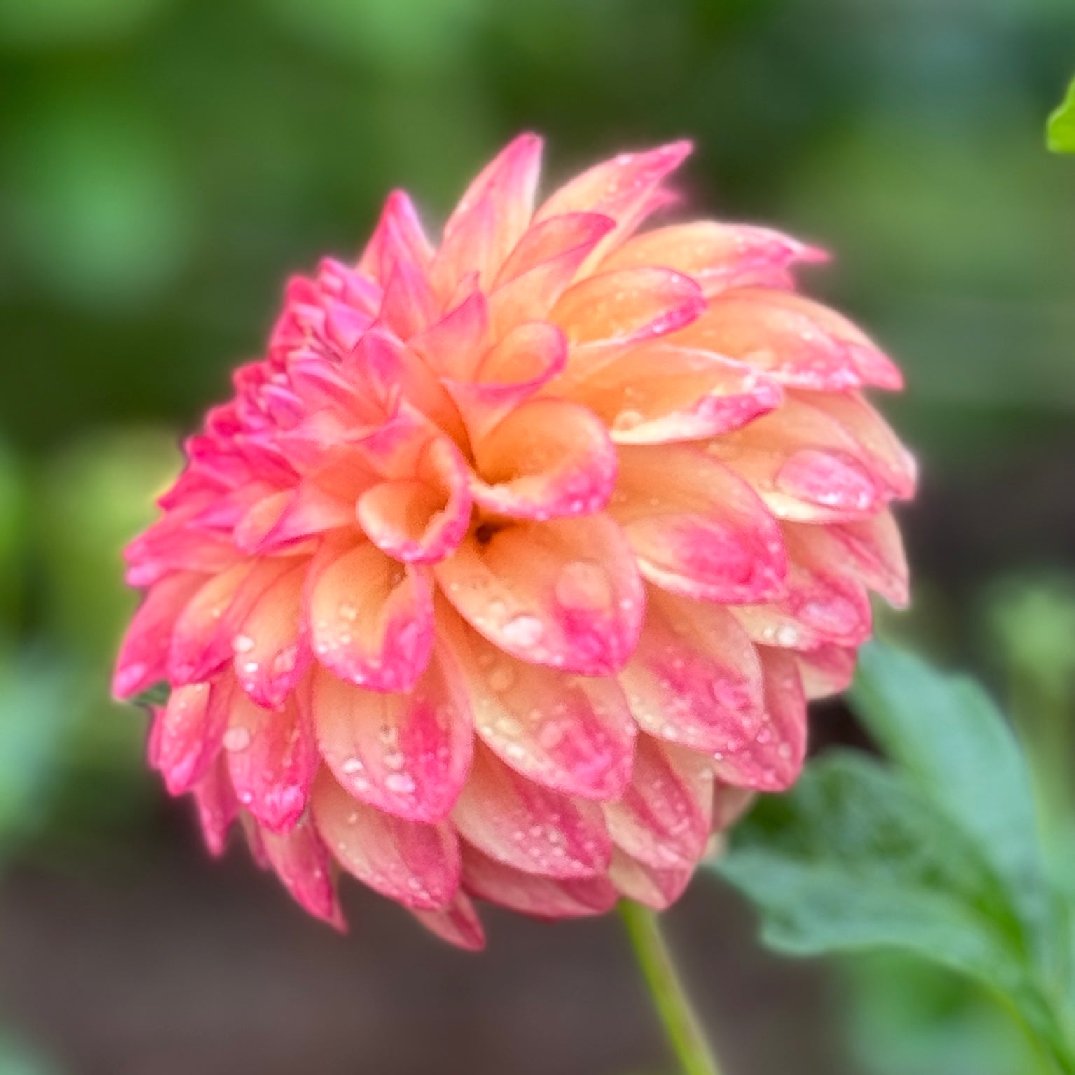 Darbro Highland – Southern Highlands Flower Farm