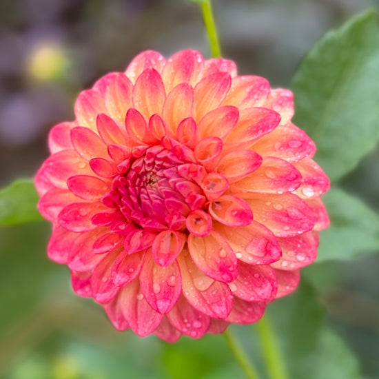 Darbro Highland – Southern Highlands Flower Farm