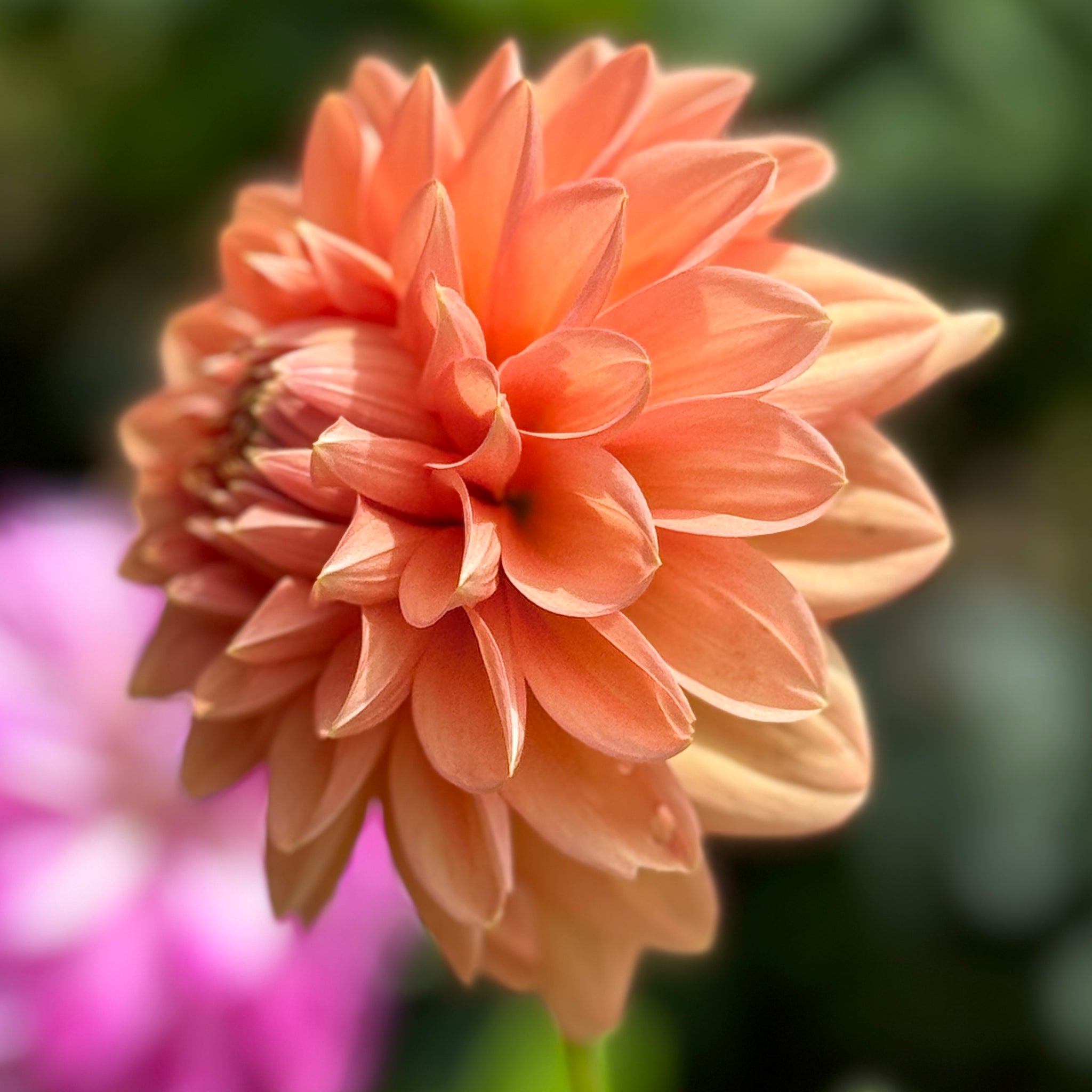 Devon Peachy – Southern Highlands Flower Farm