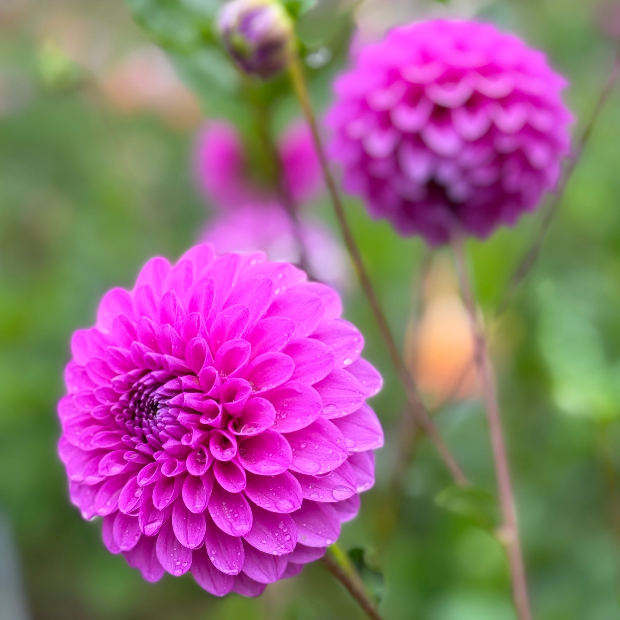 Devon Choice – Southern Highlands Flower Farm