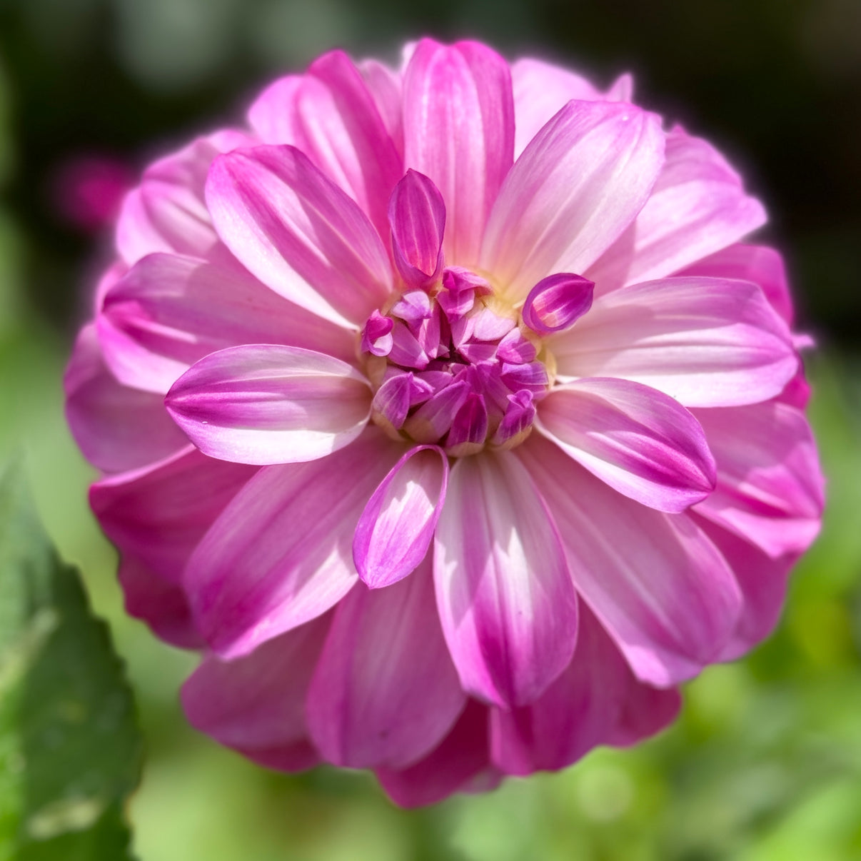 Devon Joy – Southern Highlands Flower Farm