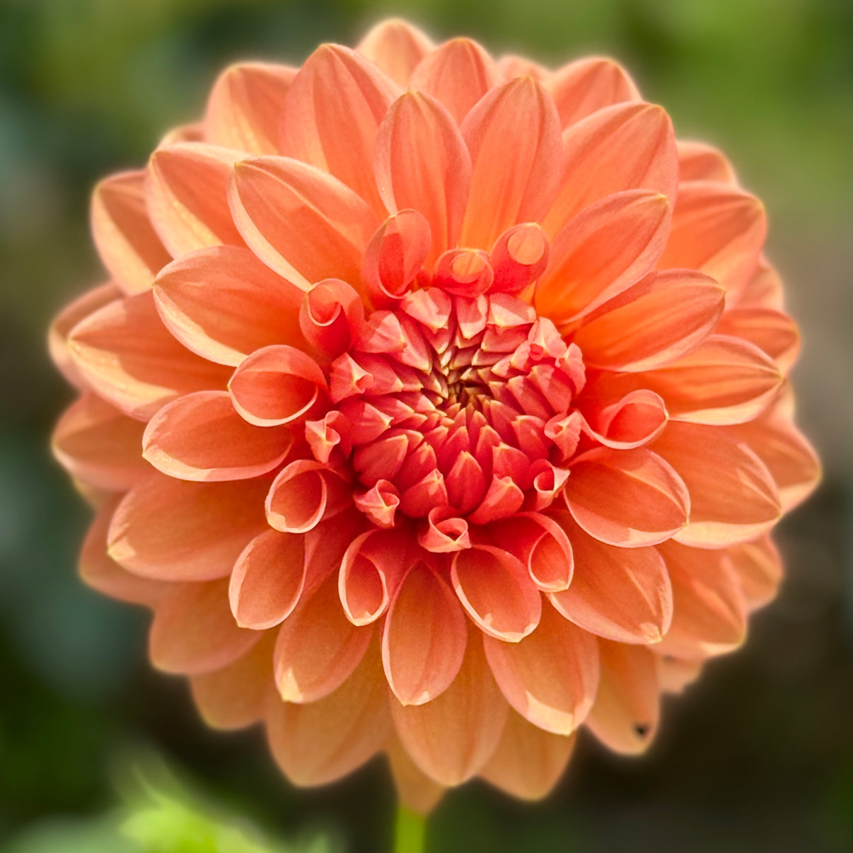 Devon Peachy – Southern Highlands Flower Farm