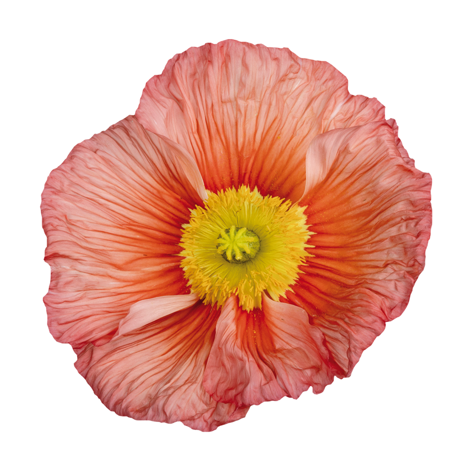 Italian Poppy Seeds – Southern Highlands Flower Farm