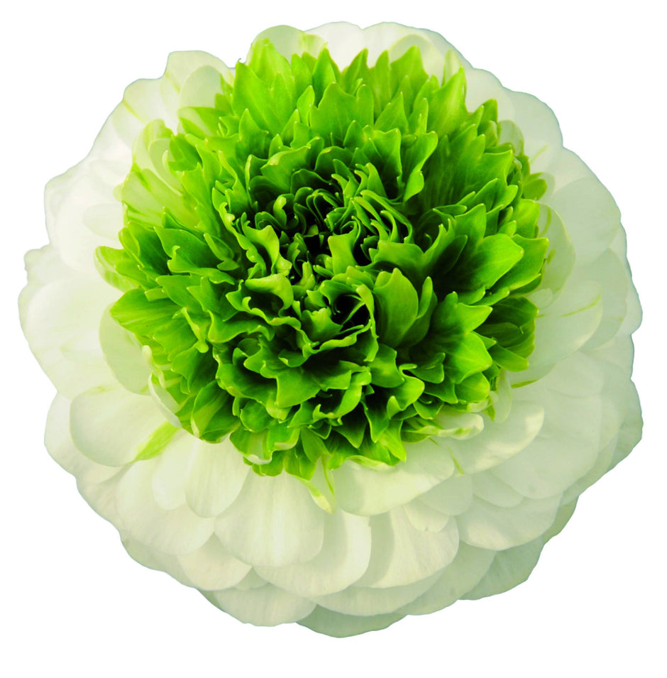 Ranunculus Seeds – Southern Highlands Flower Farm