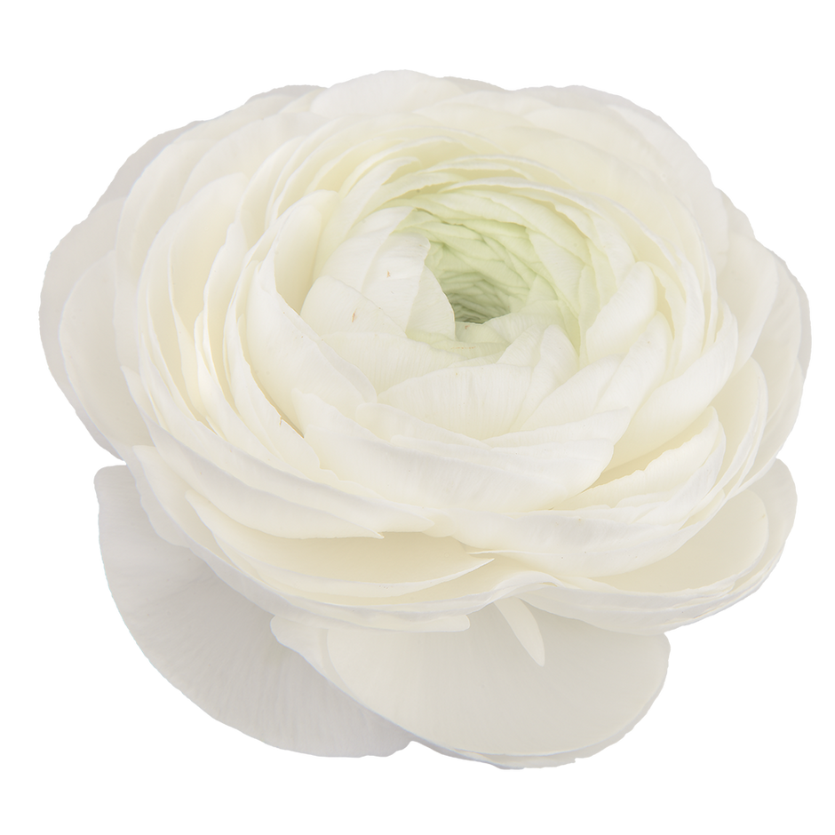 Italian Ranunculus Seedlings – Southern Highlands Flower Farm