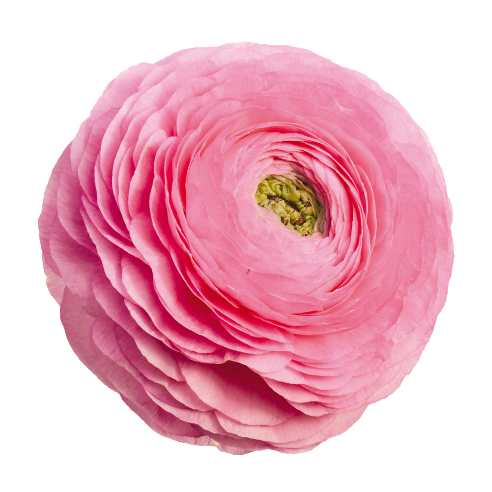 Italian Ranunculus 'Elegance Rosa Chiaro 78-08' - SEEDLING (PRE-ORDER ...