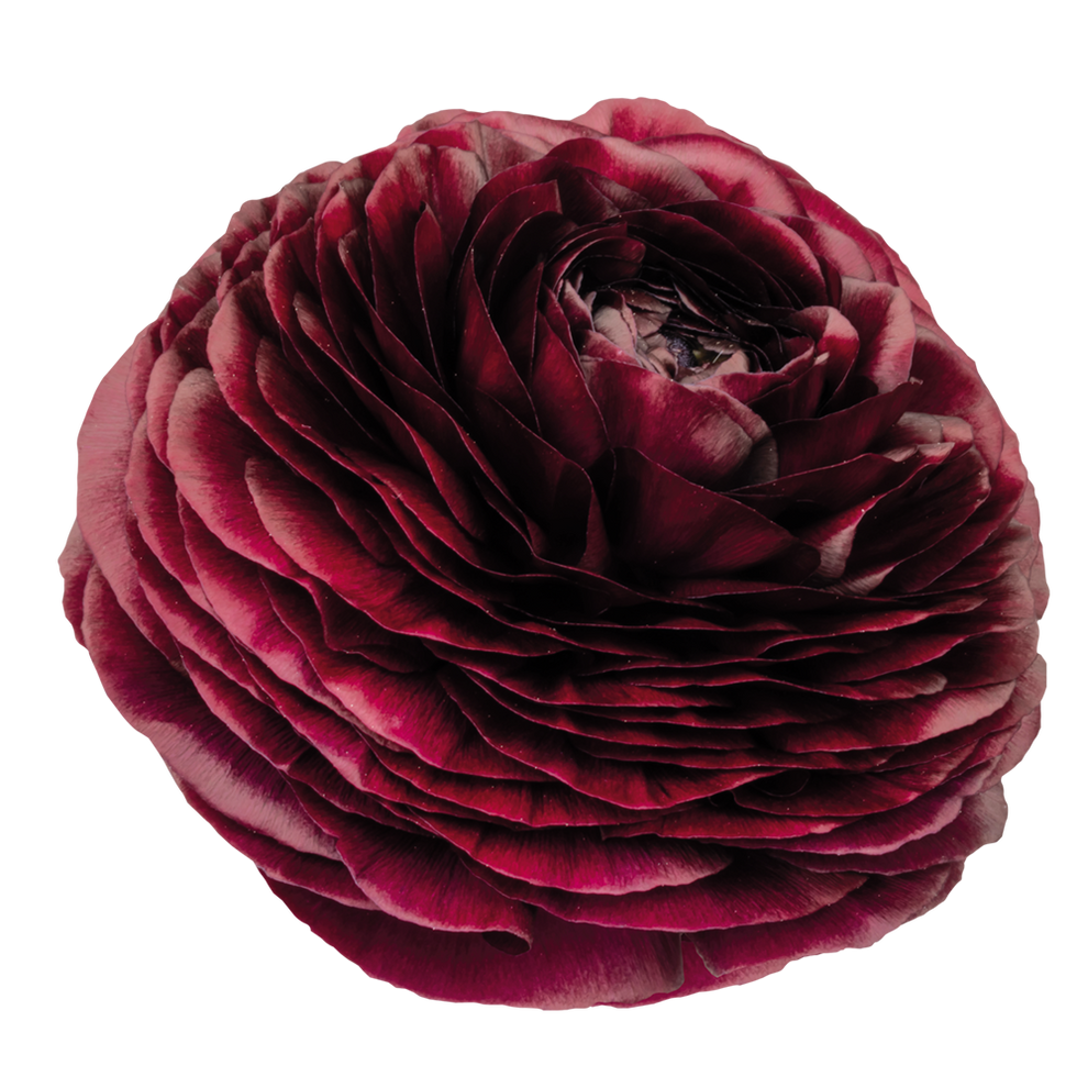 Italian Ranunculus 'Elegance Viola 06' - SEEDLING (PRE-ORDER ...