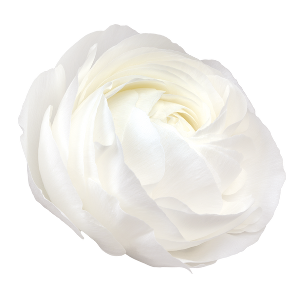 Italian Ranunculus 'Elegance Bianco 701-12' - 25 SEEDS – Southern ...