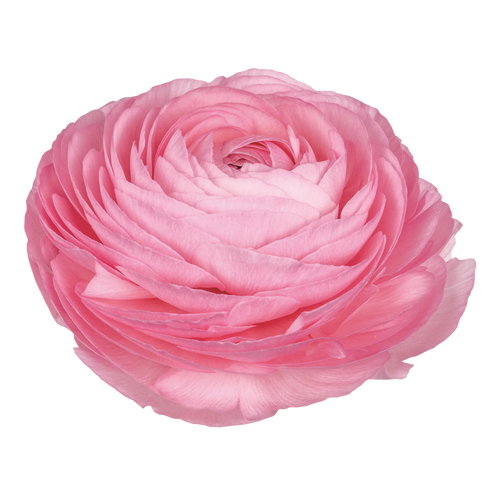 Italian Ranunculus 'Elegance Rosa 89-02' - 25 SEEDS – Southern ...