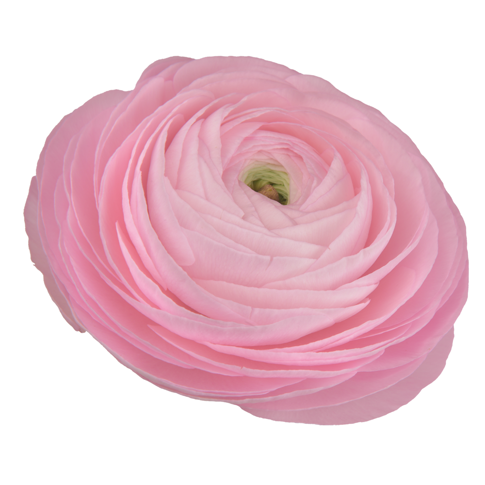Italian Ranunculus 'Elegance Rosa Chiaro 2P10' - 25 SEEDS – Southern ...