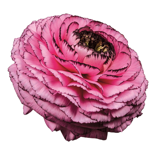 Italian Ranunculus 'Elegance Rosa Striato 69-16' - 25 SEEDS – Southern ...