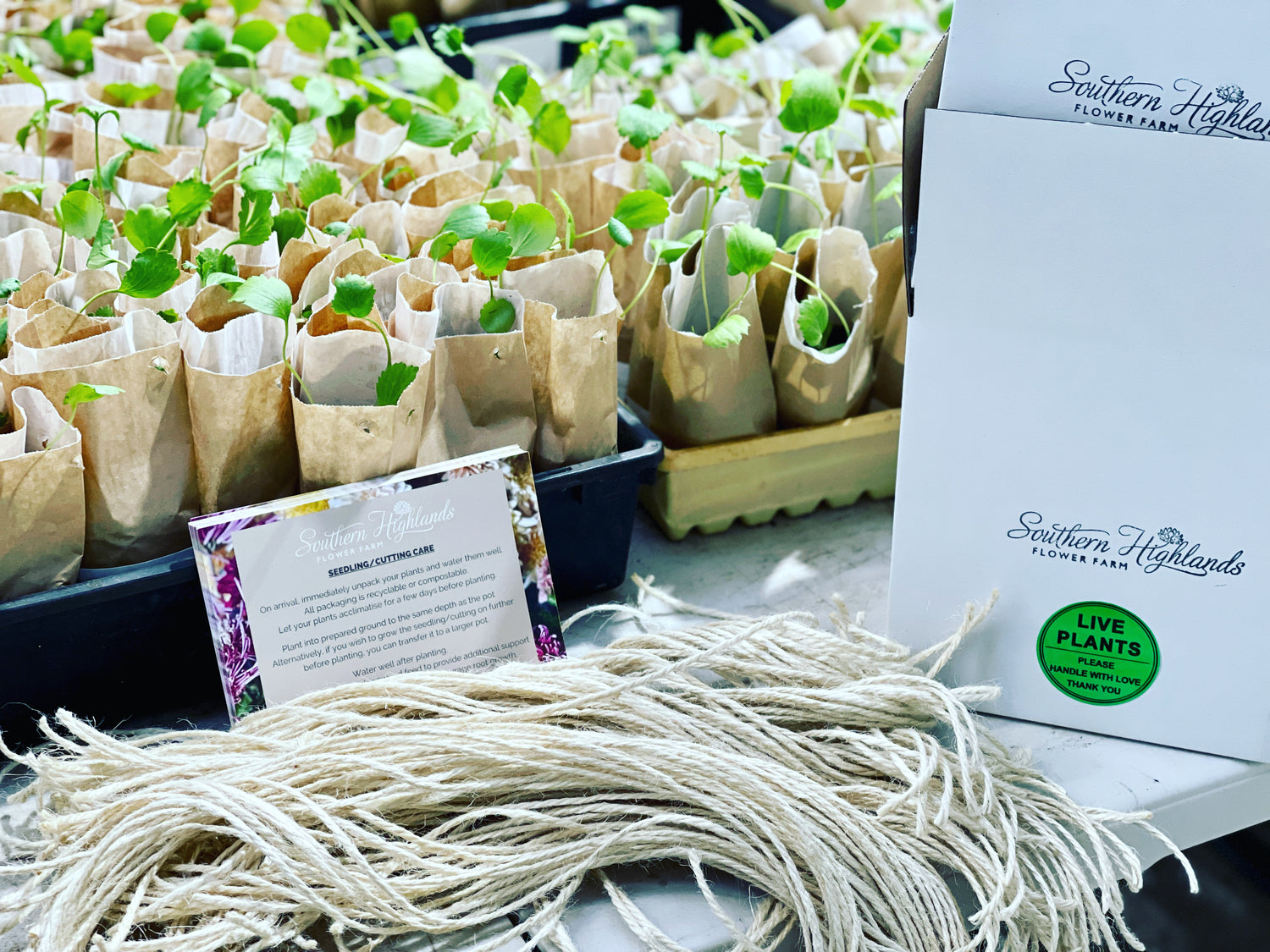 Plants – Southern Highlands Flower Farm