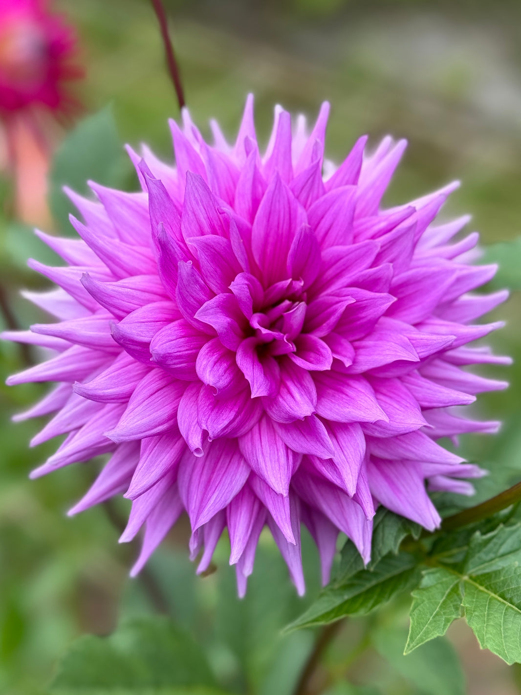 Dahlias - Medium Cactus – Southern Highlands Flower Farm