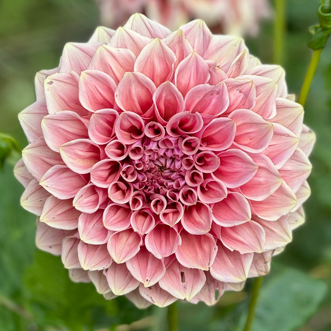 Dahlias - Large Decorative – Southern Highlands Flower Farm