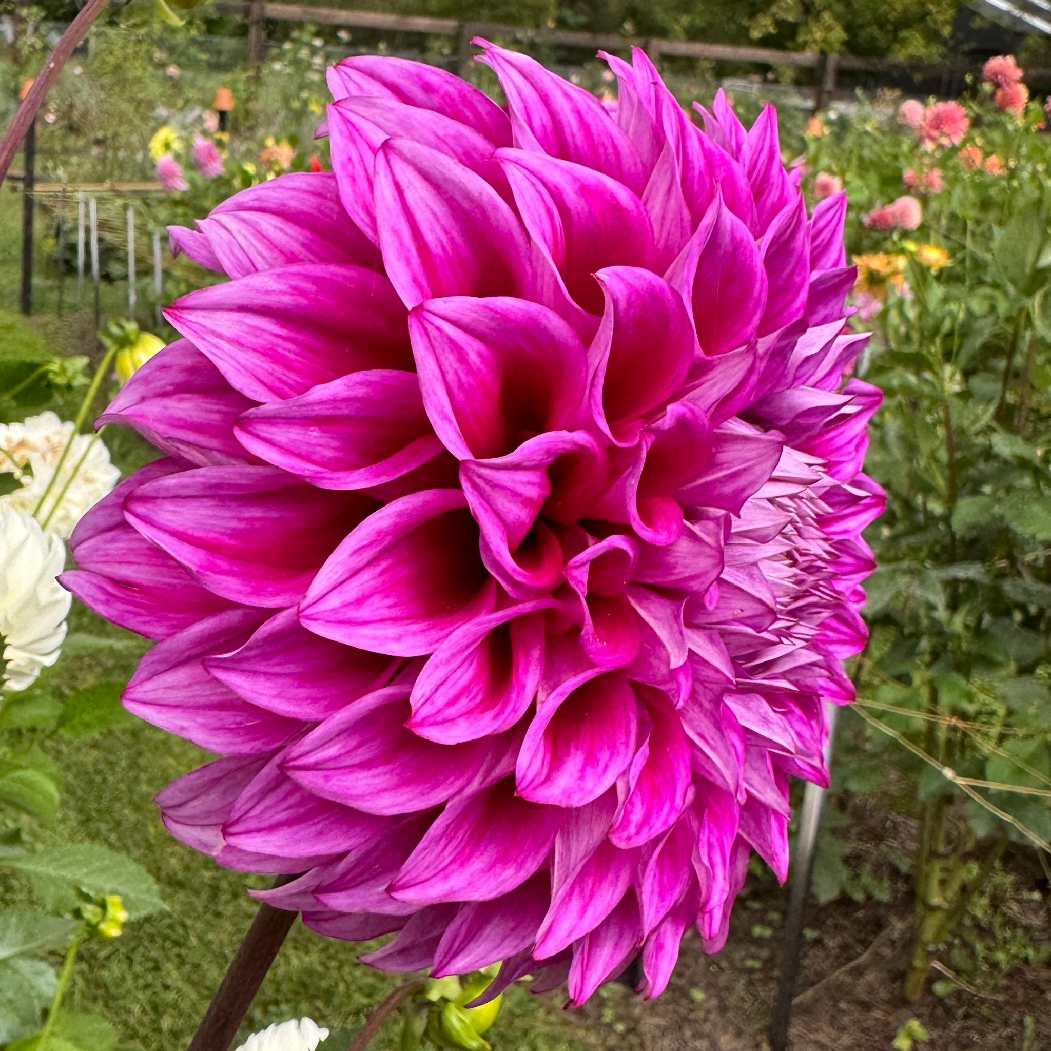 Formby Kaitlyn – Southern Highlands Flower Farm