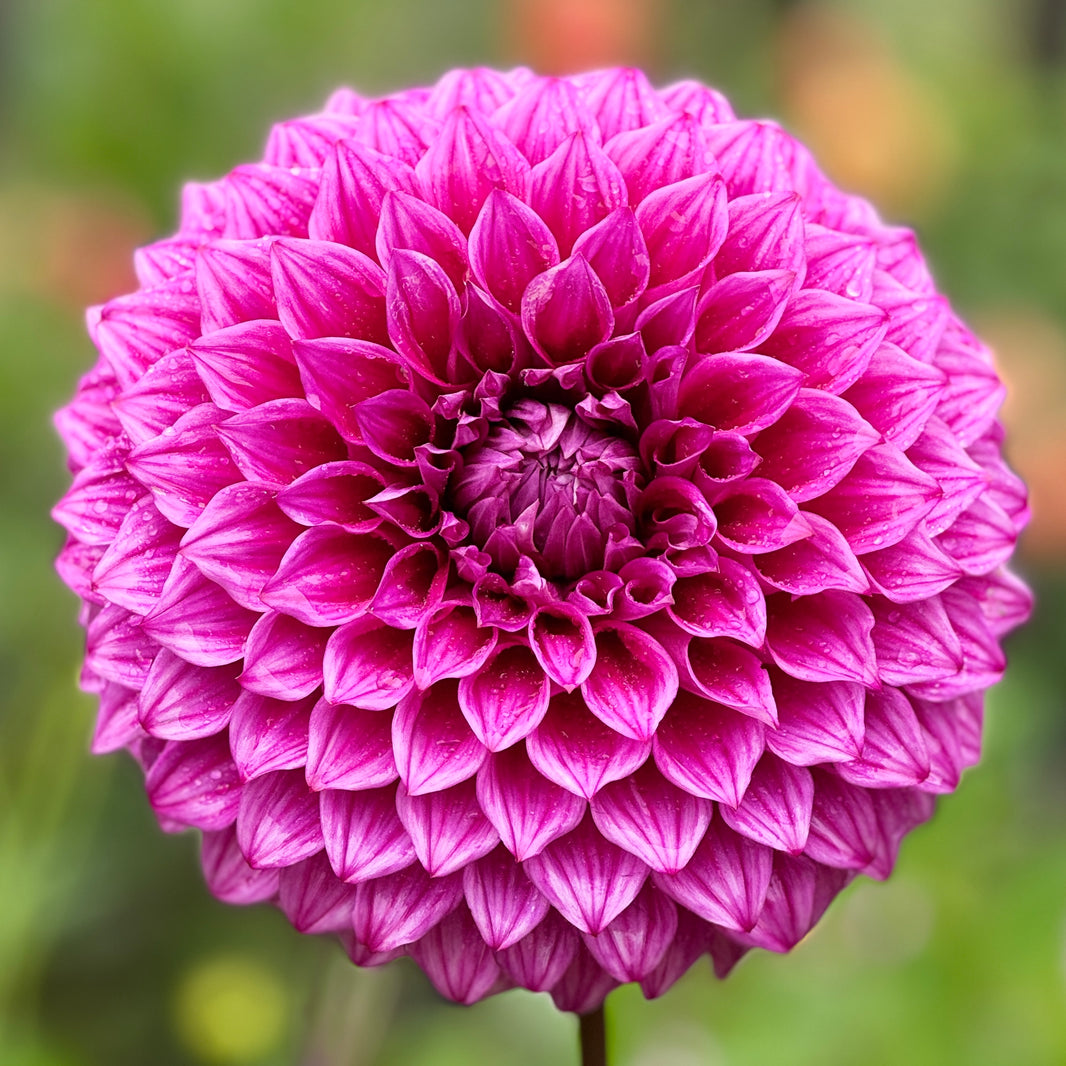 Dahlias - Large Decorative – Southern Highlands Flower Farm