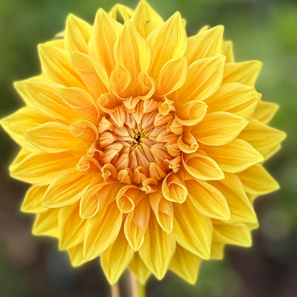 Formby Sovereign – Southern Highlands Flower Farm