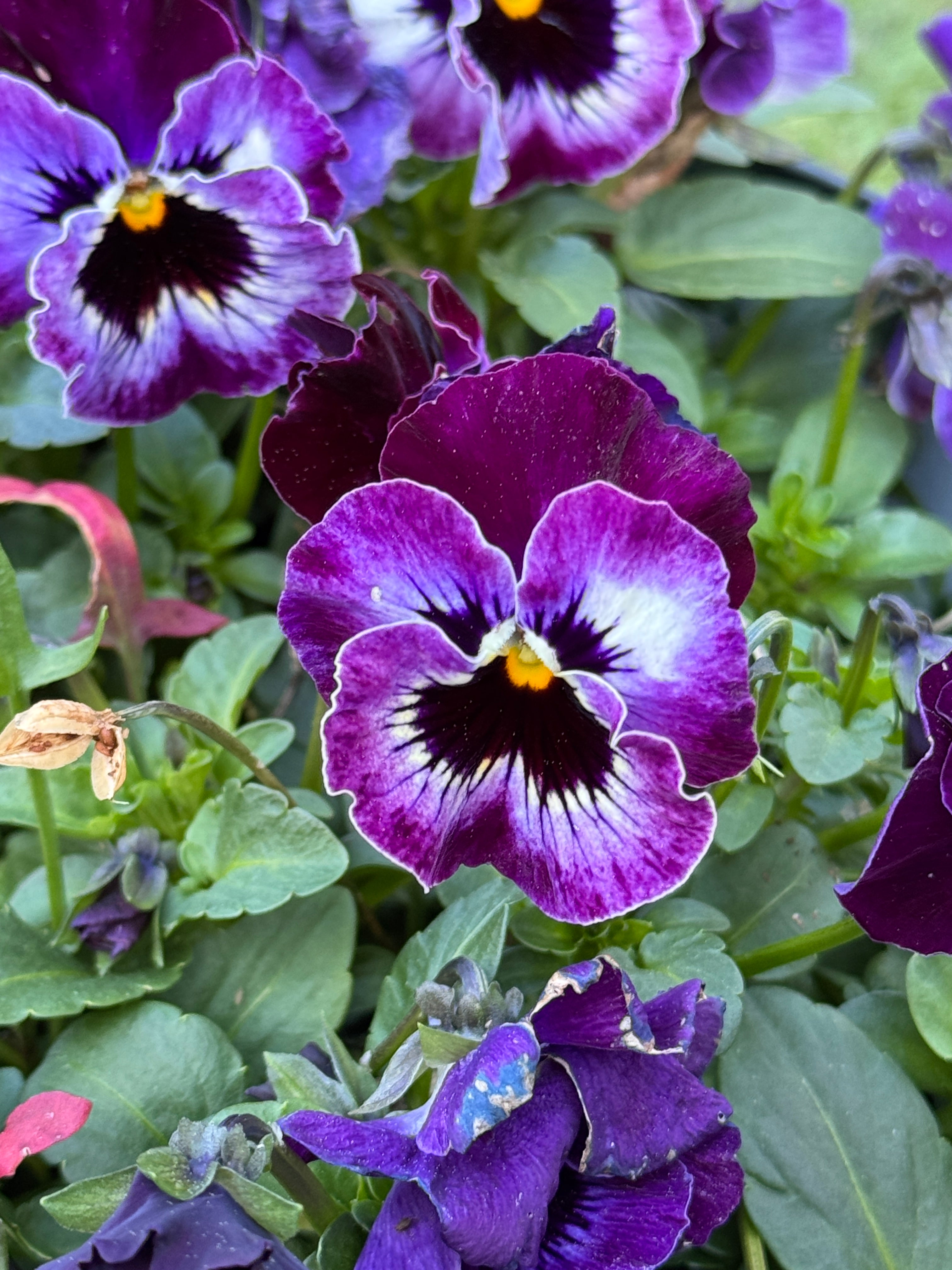 Pansy 'Frizzle Sizzle Raspberry' - SEEDLING – Southern Highlands Flower ...