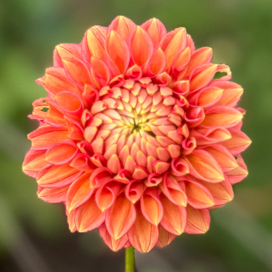 Dahlias - Mini Decorative – Southern Highlands Flower Farm