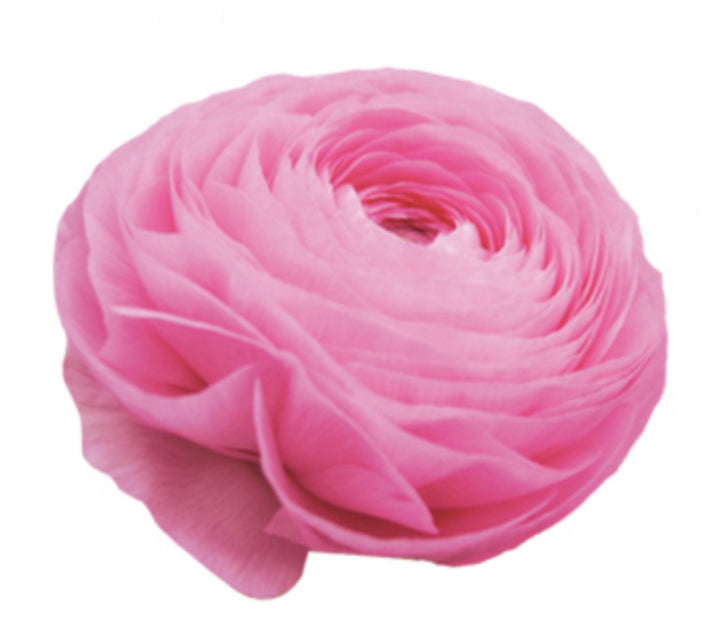 Italian Ranunculus 'Elegance Rosa 89-02' - SEEDLING – Southern ...