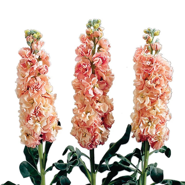 Stock Seeds – Southern Highlands Flower Farm