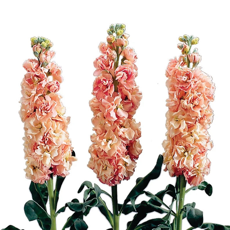 Stock 'Iron Apricot' - SEEDLING – Southern Highlands Flower Farm