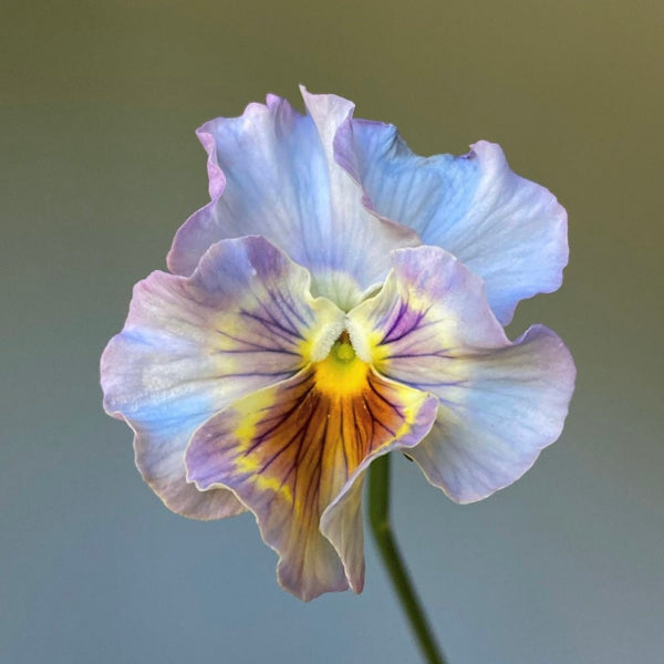 Italian Pansy 'Moulin Rouge Mixed’ - 25 SEEDS (PRE-ORDER) – Southern ...