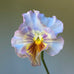 Italian Pansy 'Moulin Rouge Mixed’ - 25 SEEDS (PRE-ORDER) – Southern ...