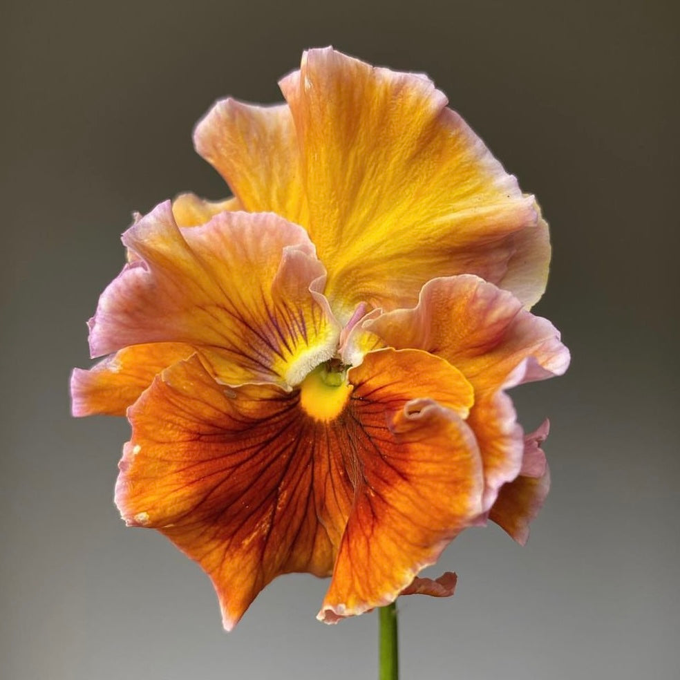 Italian Pansy 'Chianti Mixed' - 25 SEEDS – Southern Highlands Flower Farm