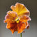 Italian Pansy 'Chianti Mixed' - 25 SEEDS – Southern Highlands Flower Farm