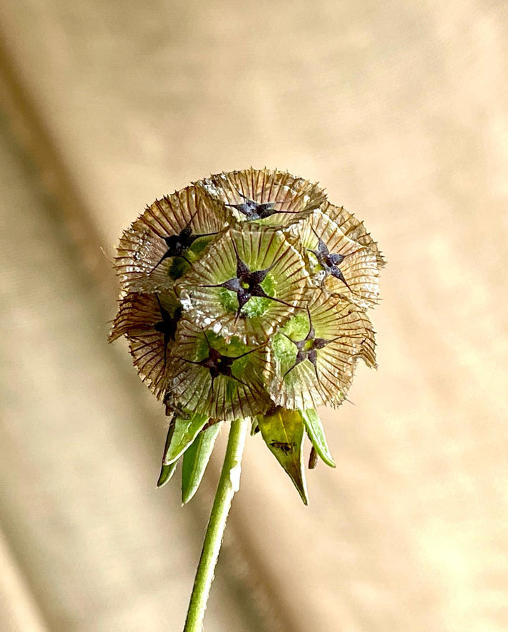 Scabiosa Stellata - 25 SEEDS – Southern Highlands Flower Farm