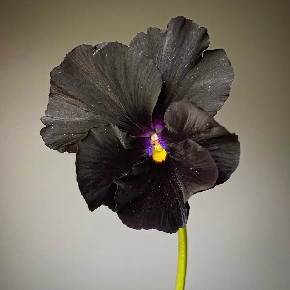Italian Pansy 'Flamenco Black Moon' - 25 SEEDS – Southern Highlands ...