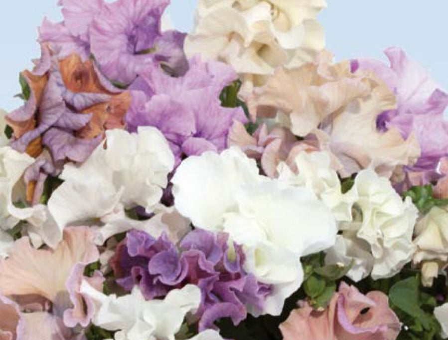 Italian Pansy 'Sweet Pea Mixed' - 25 SEEDS (PRE-ORDER) – Southern ...