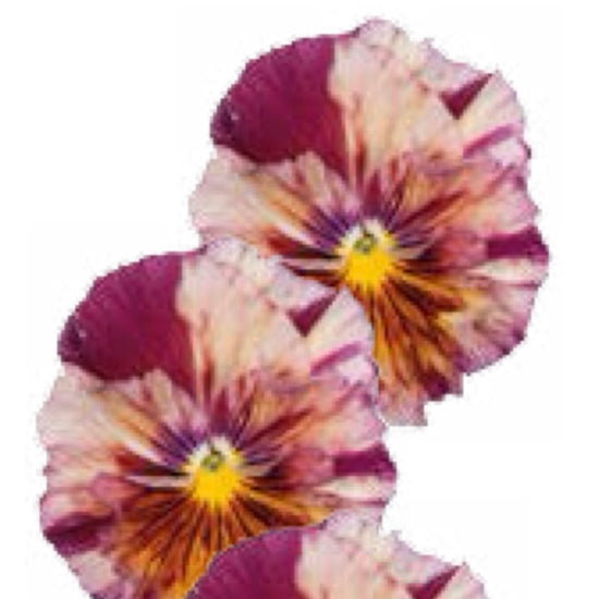 Italian Pansy 'Chianti Mixed' - 25 SEEDS – Southern Highlands Flower Farm
