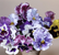 Italian Pansy 'Moulin Rouge Mixed’ - 25 SEEDS (PRE-ORDER) – Southern ...