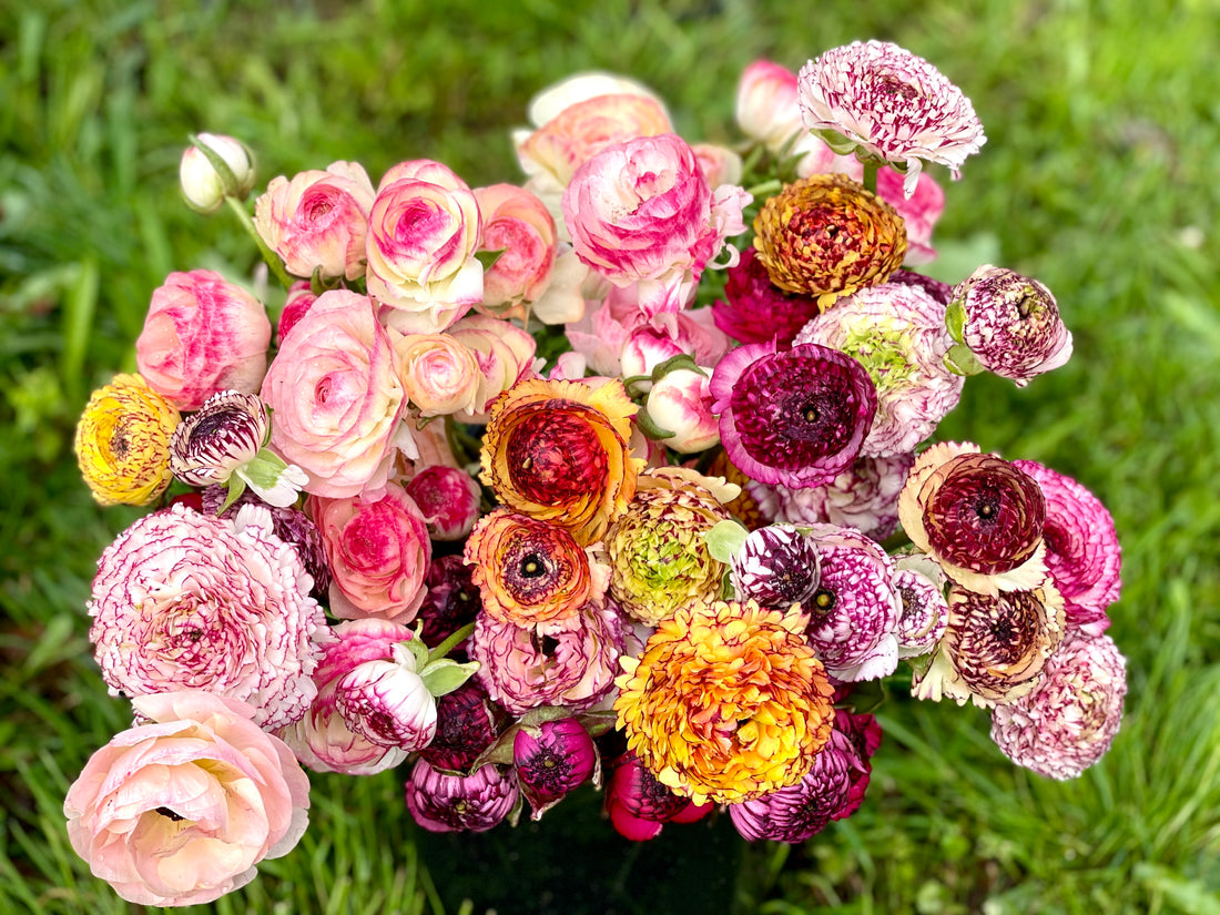 My Ranunculus Collection – Southern Highlands Flower Farm