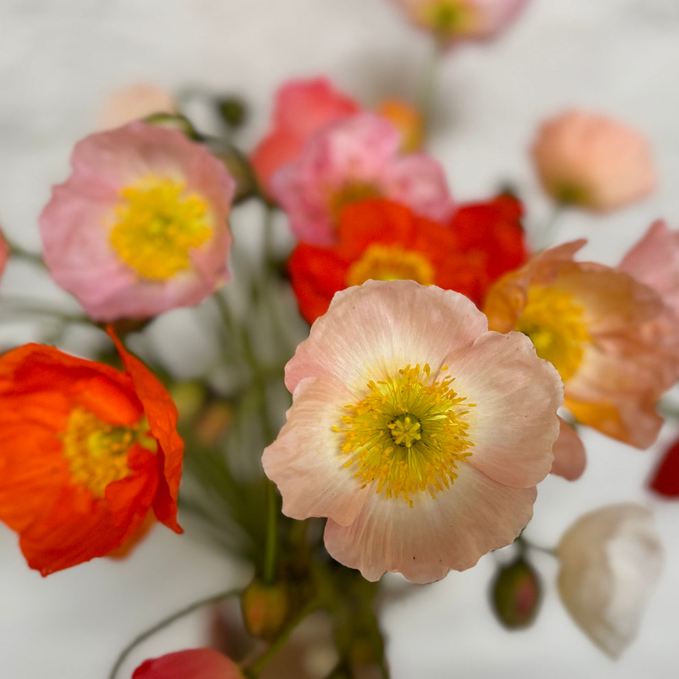 Poppy Iceland 'Australis Pastel Shades' - SEEDLING PACKAGE – Southern ...