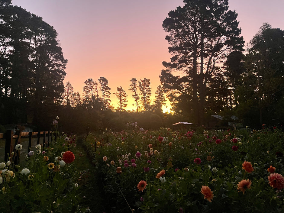 Experiences – Southern Highlands Flower Farm