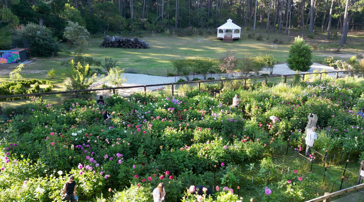 Experiences – Southern Highlands Flower Farm