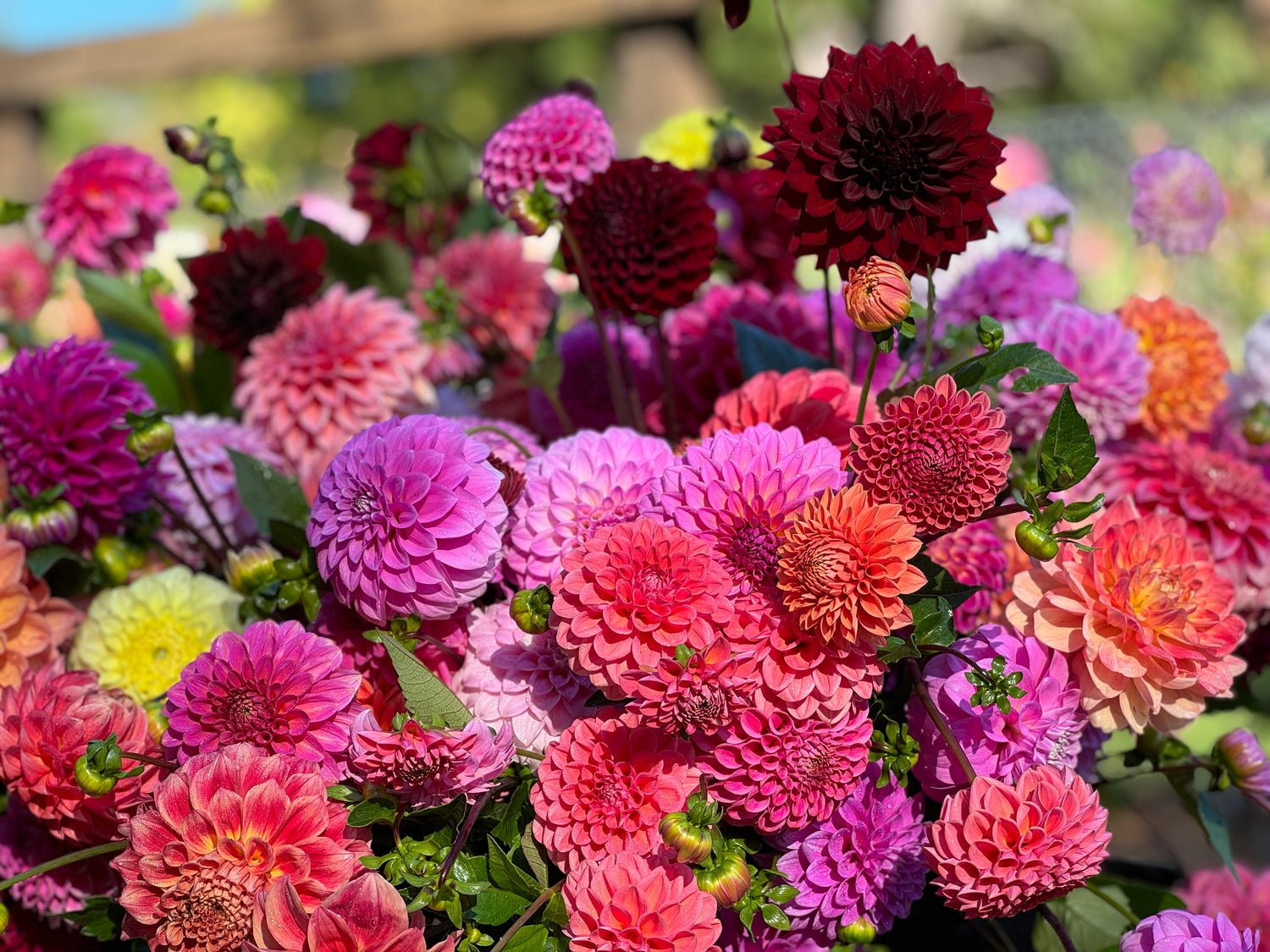 Breeder Royalty Program – Southern Highlands Flower Farm