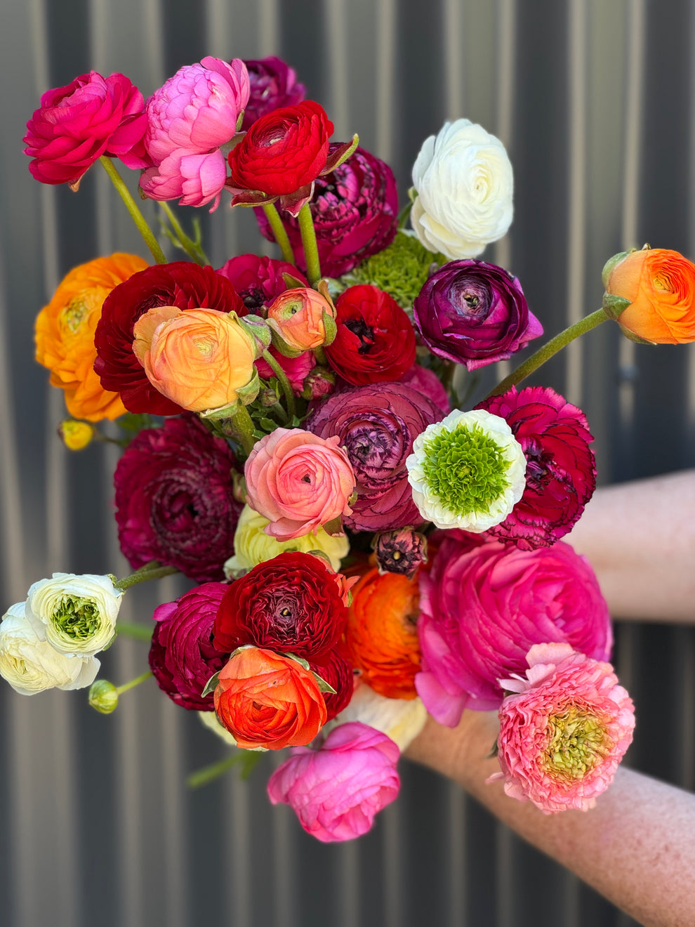 Italian Ranunculus 'Elegance Mix' - 5 CORMS – Southern Highlands Flower ...