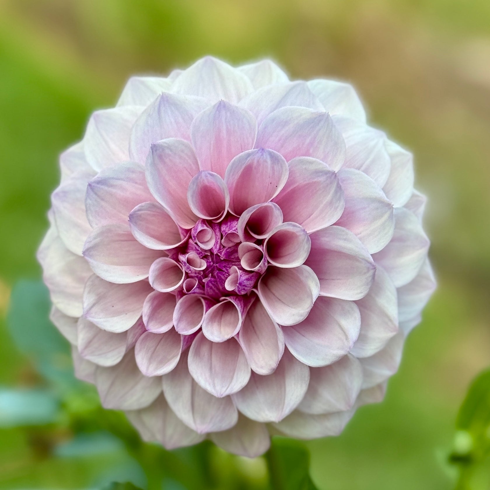Jeff Bloom – Southern Highlands Flower Farm