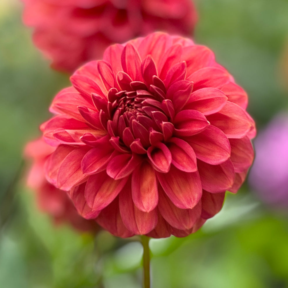 Katrina Ann – Southern Highlands Flower Farm