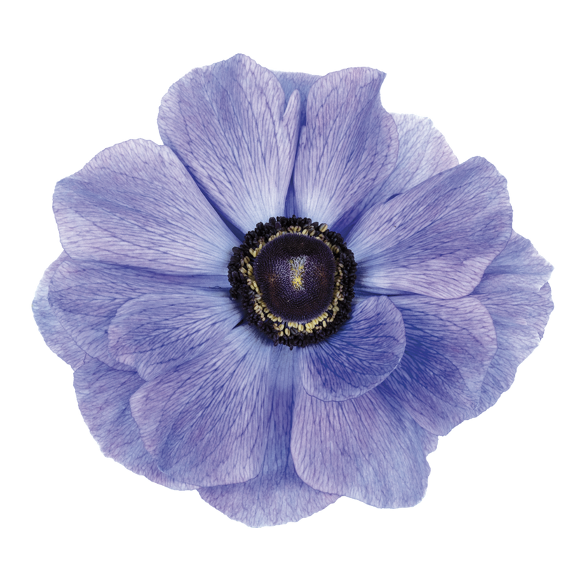 Italian Anemone 'Mistral Plus Azzurro' - SEEDLING – Southern Highlands ...