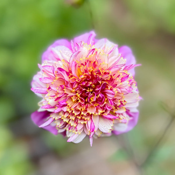 Mewling – Southern Highlands Flower Farm