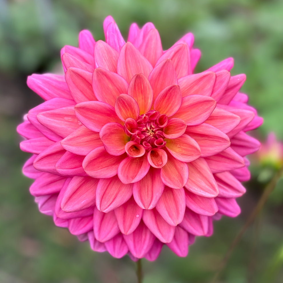 Mienna Grace – Southern Highlands Flower Farm