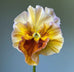 Italian Pansy 'Chianti Mixed' - 25 SEEDS – Southern Highlands Flower Farm