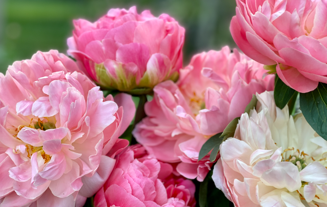 Peonies – Southern Highlands Flower Farm