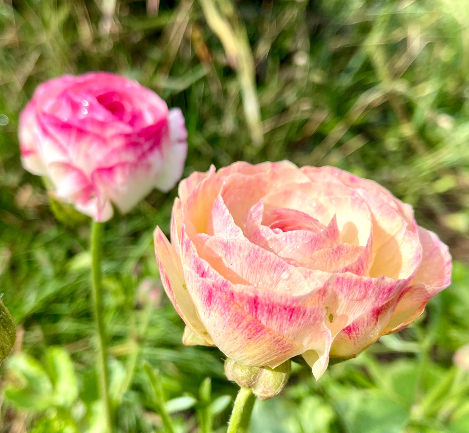 My Ranunculus Collection – Southern Highlands Flower Farm