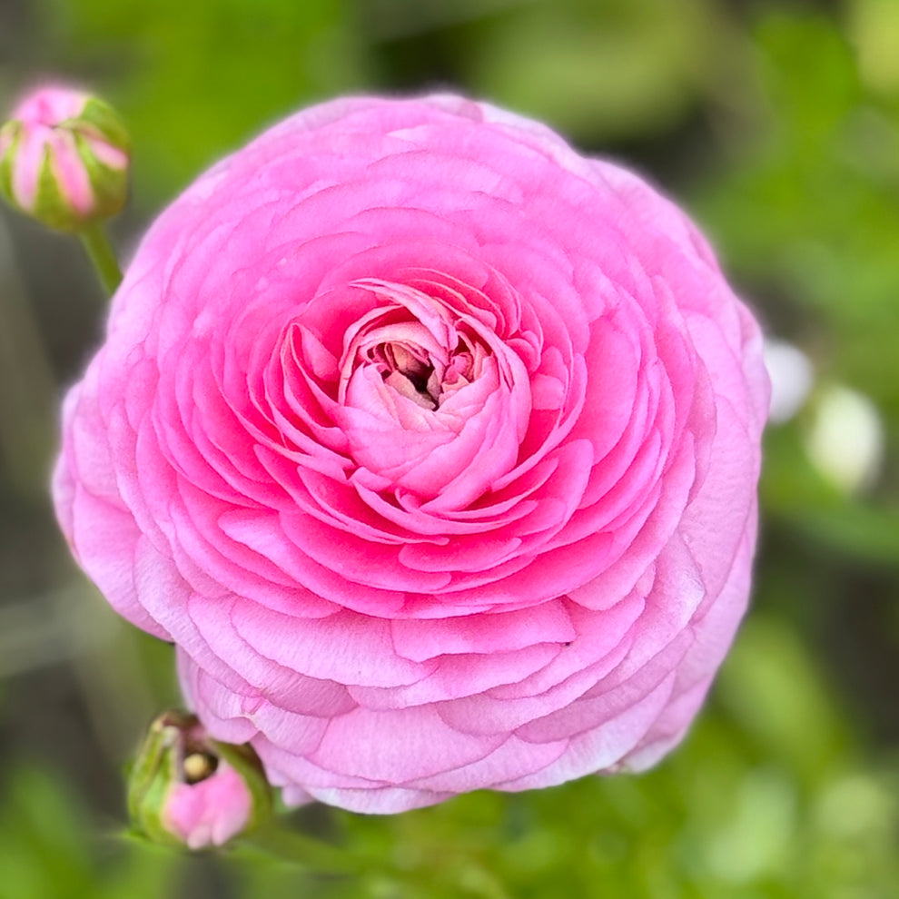 Italian Ranunculus 'Rosa Chiaro 2P10' - 5 CORMS – Southern Highlands ...